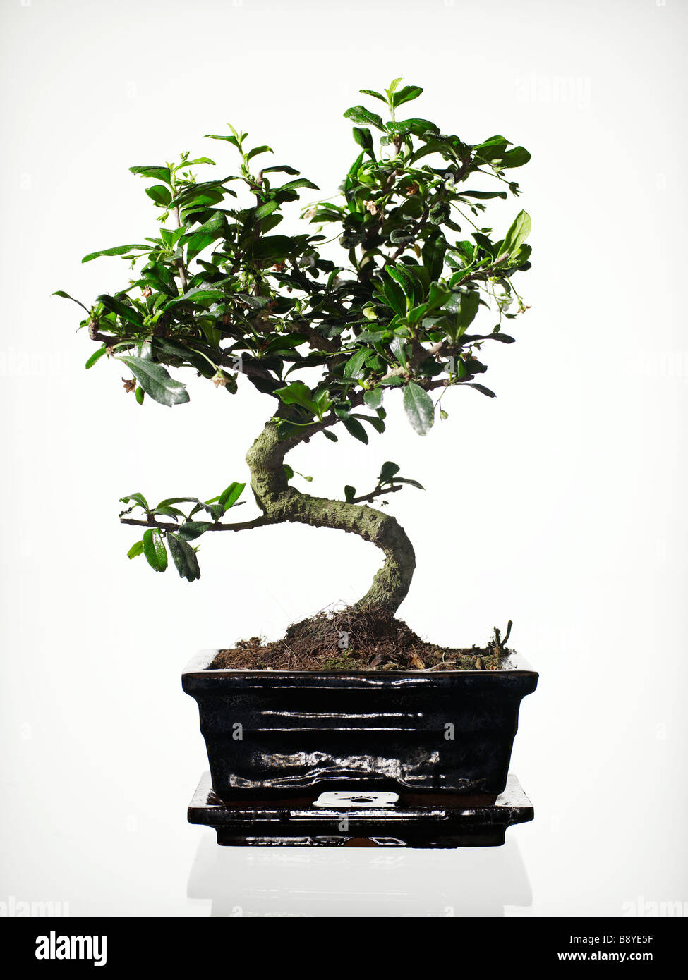Bonsai tree hi-res stock photography and images - Alamy