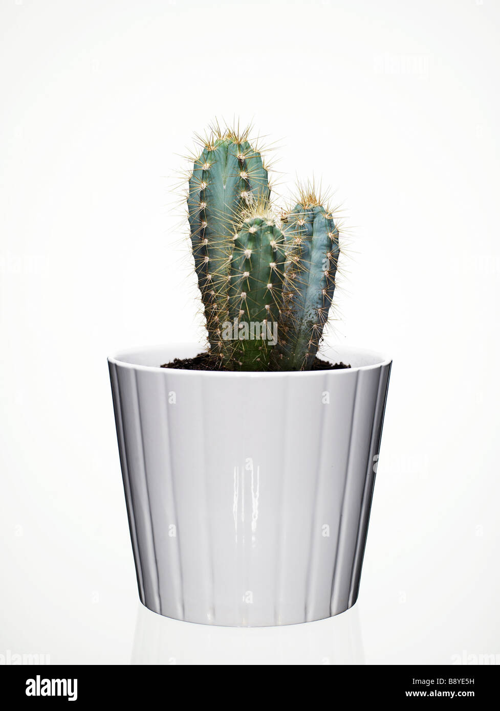 Cactus in a pot Stock Photo - Alamy