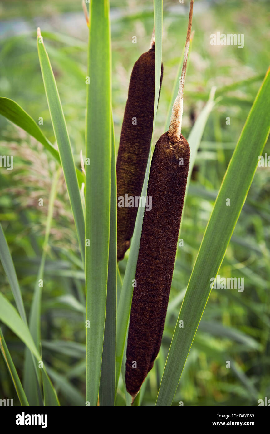 Cigar reeds hi-res stock photography and images - Alamy