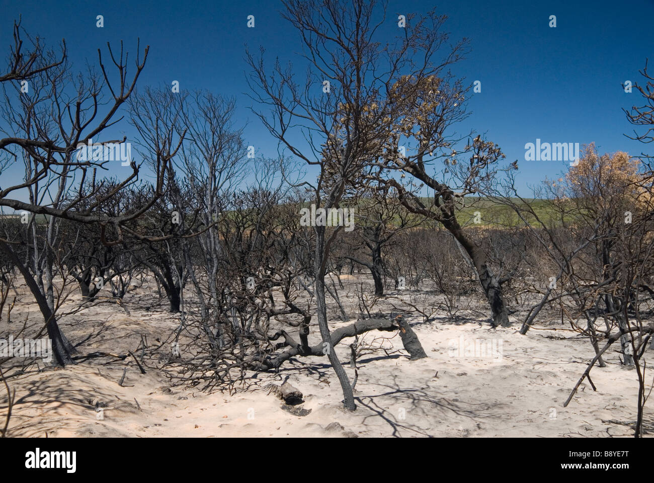 Burnt trees post bushfire in Western Australia Stock Photo - Alamy