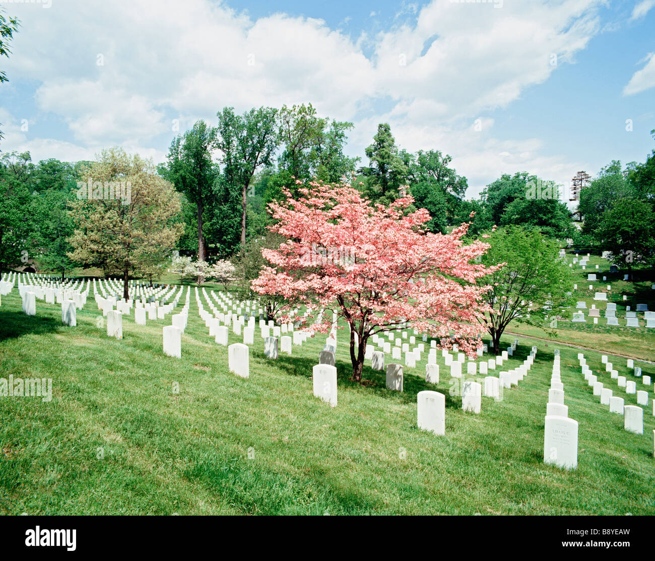 USA WASHINGTON DC ARLINGTON NATIONAL CEMETERY CHERRY BLOSSOM Stock ...