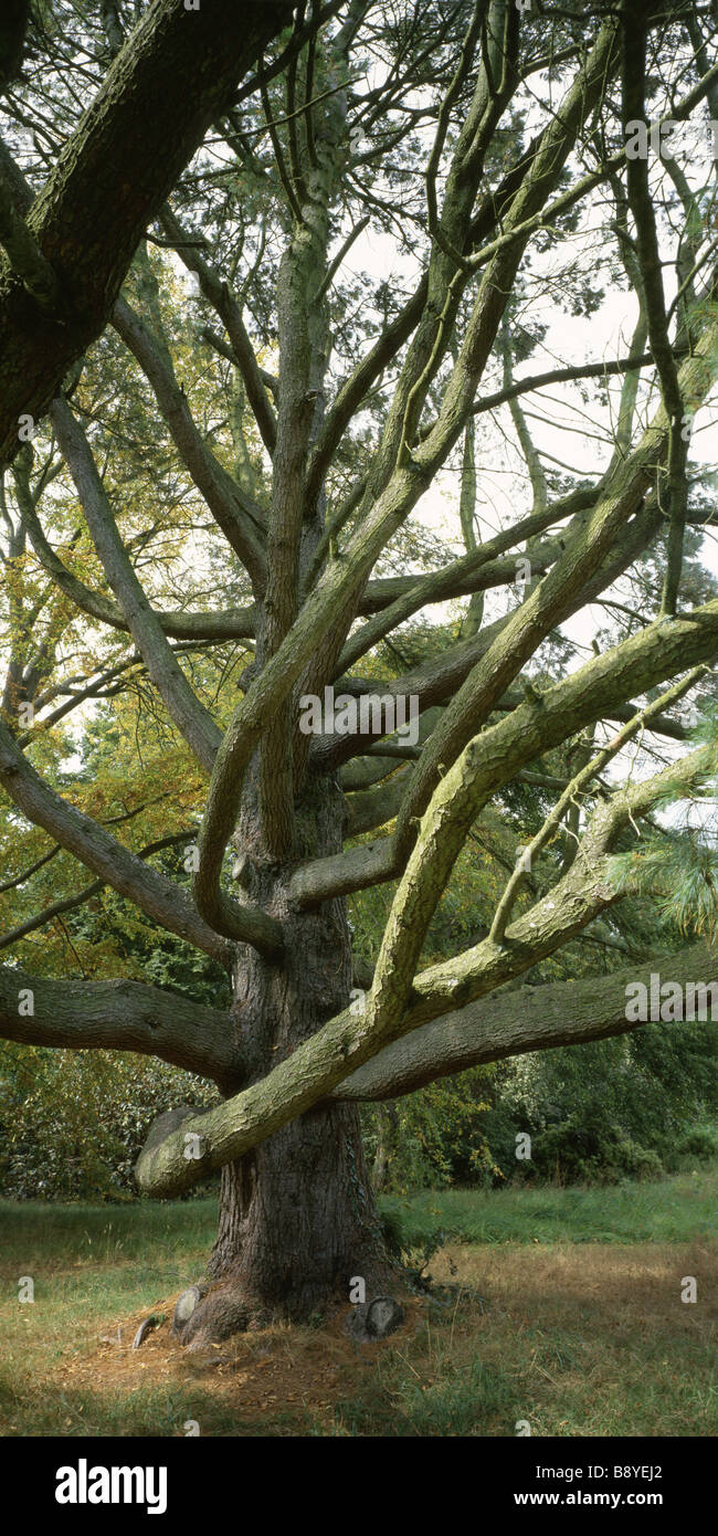 Pinus Peuce Stock Photos & Pinus Peuce Stock Images - Alamy