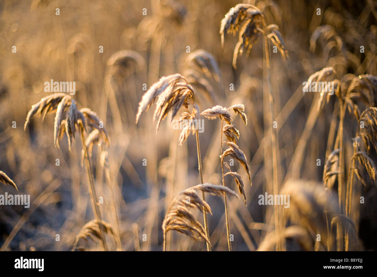 Frostbitten grass Sweden Stock Photo - Alamy
