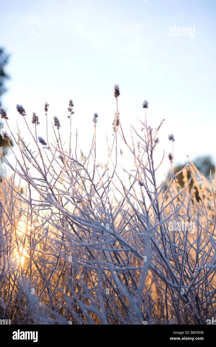 Frostbitten hi-res stock photography and images - Alamy