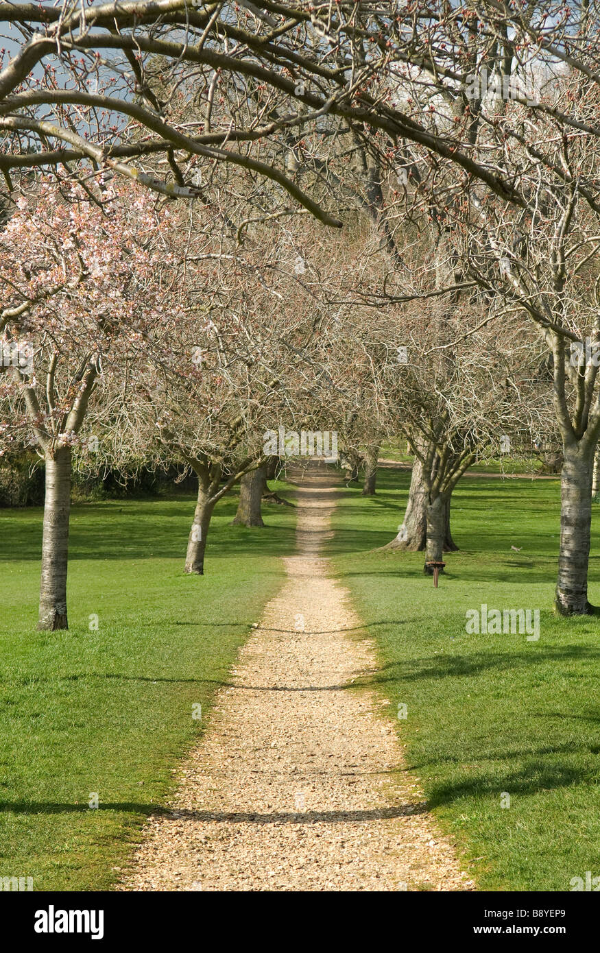 Field path cherry tree hi-res stock photography and images - Alamy