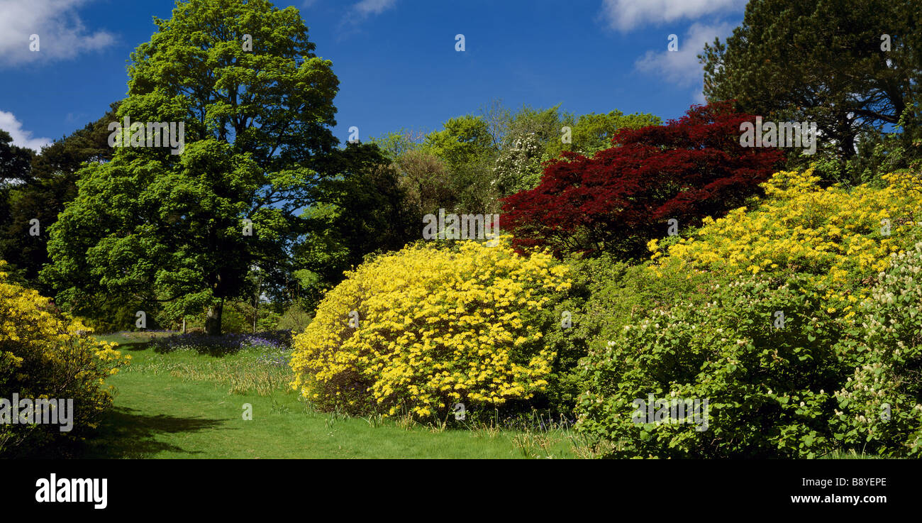 Bright yellow azaleas in Rowallane Garden with a deep red Acer in the ...