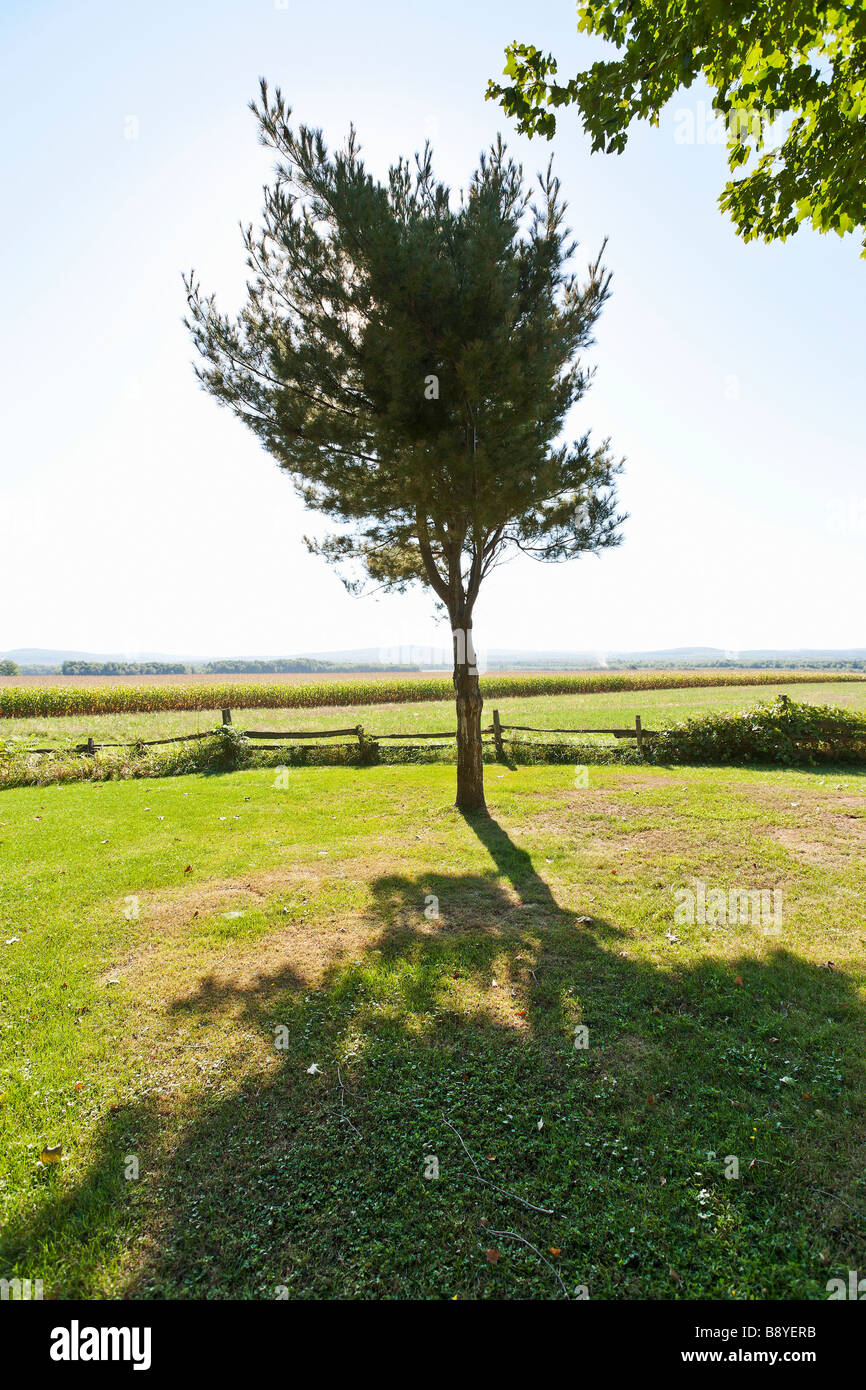 Lone tree in garden Stock Photo - Alamy