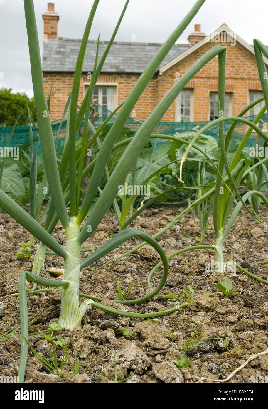Chartism england hi-res stock photography and images - Alamy