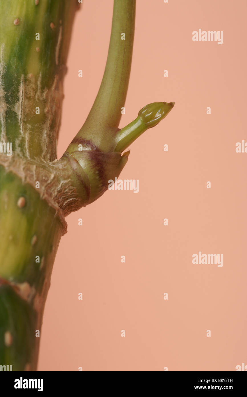 New Growth on a Fig Plant Stock Photo - Alamy
