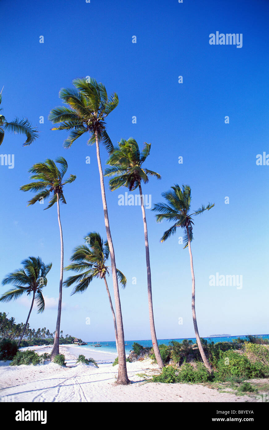 Palmtrees on a beach Zanzibar Stock Photo - Alamy