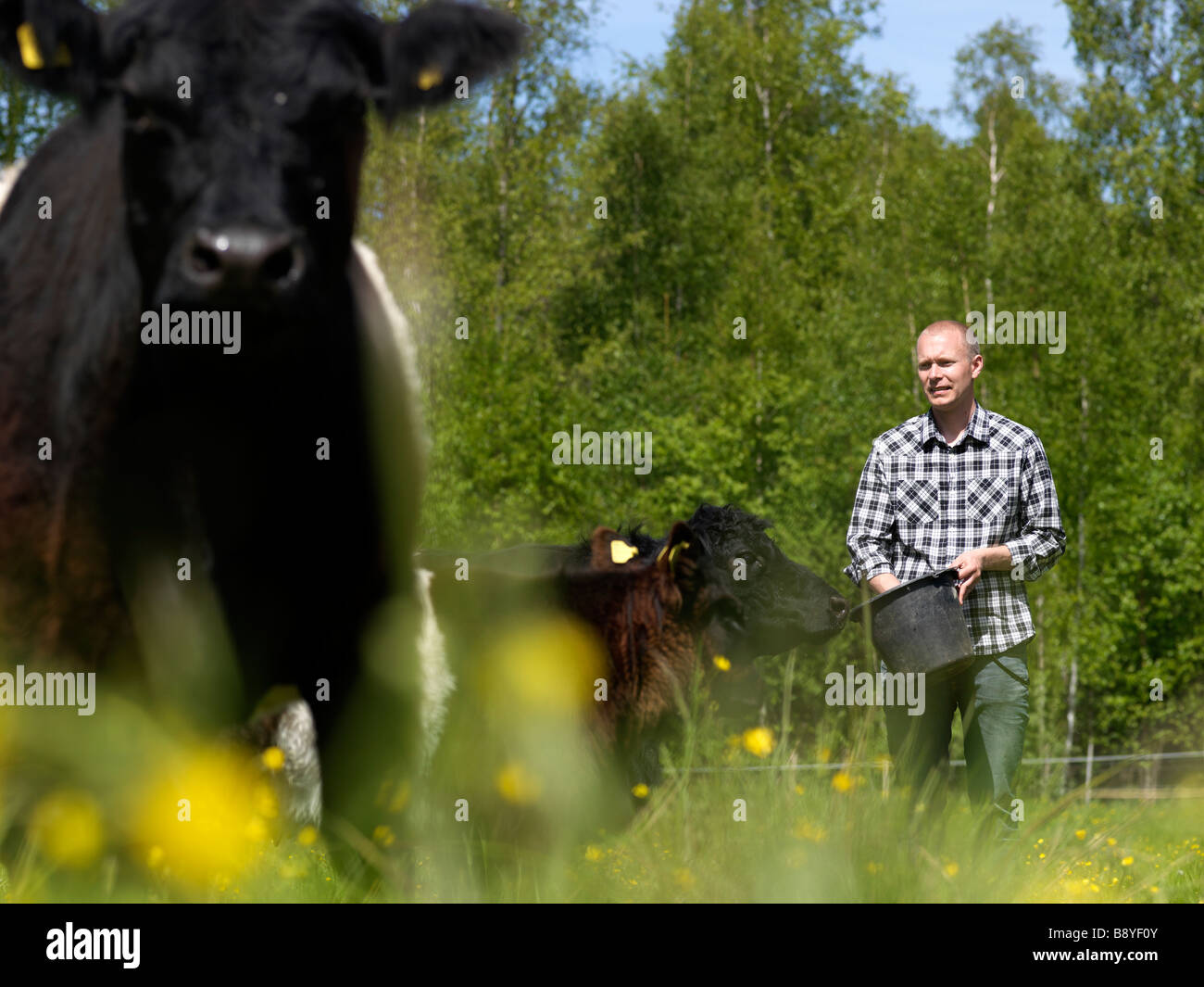 A man with cows Sweden Stock Photo - Alamy