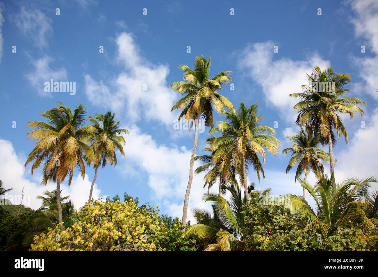 Palm trees on the paradise beach of Cane Garden Bay on the Caribbean ...