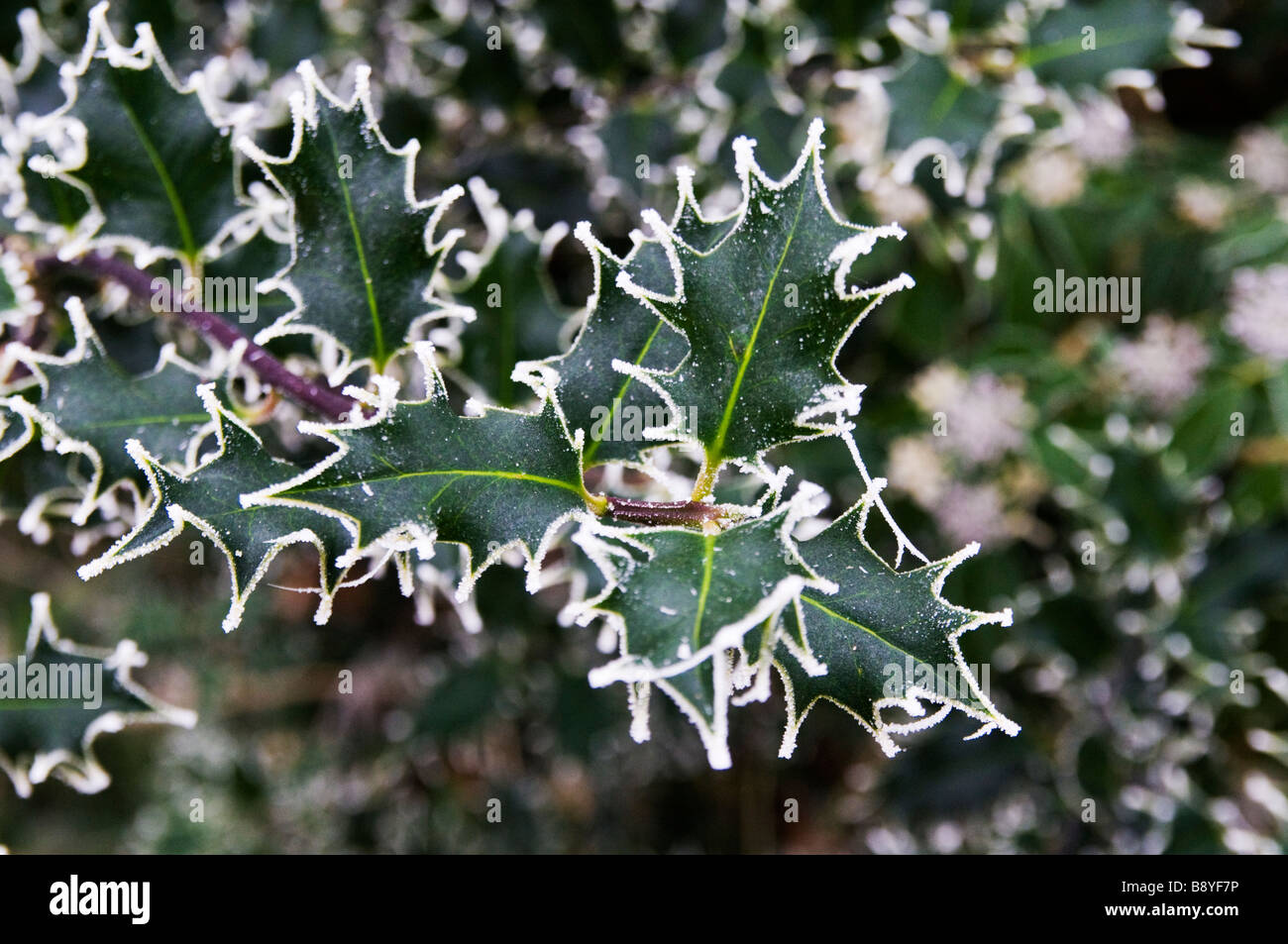 Frozen Holly trees in the British countryside during the cold weather ...