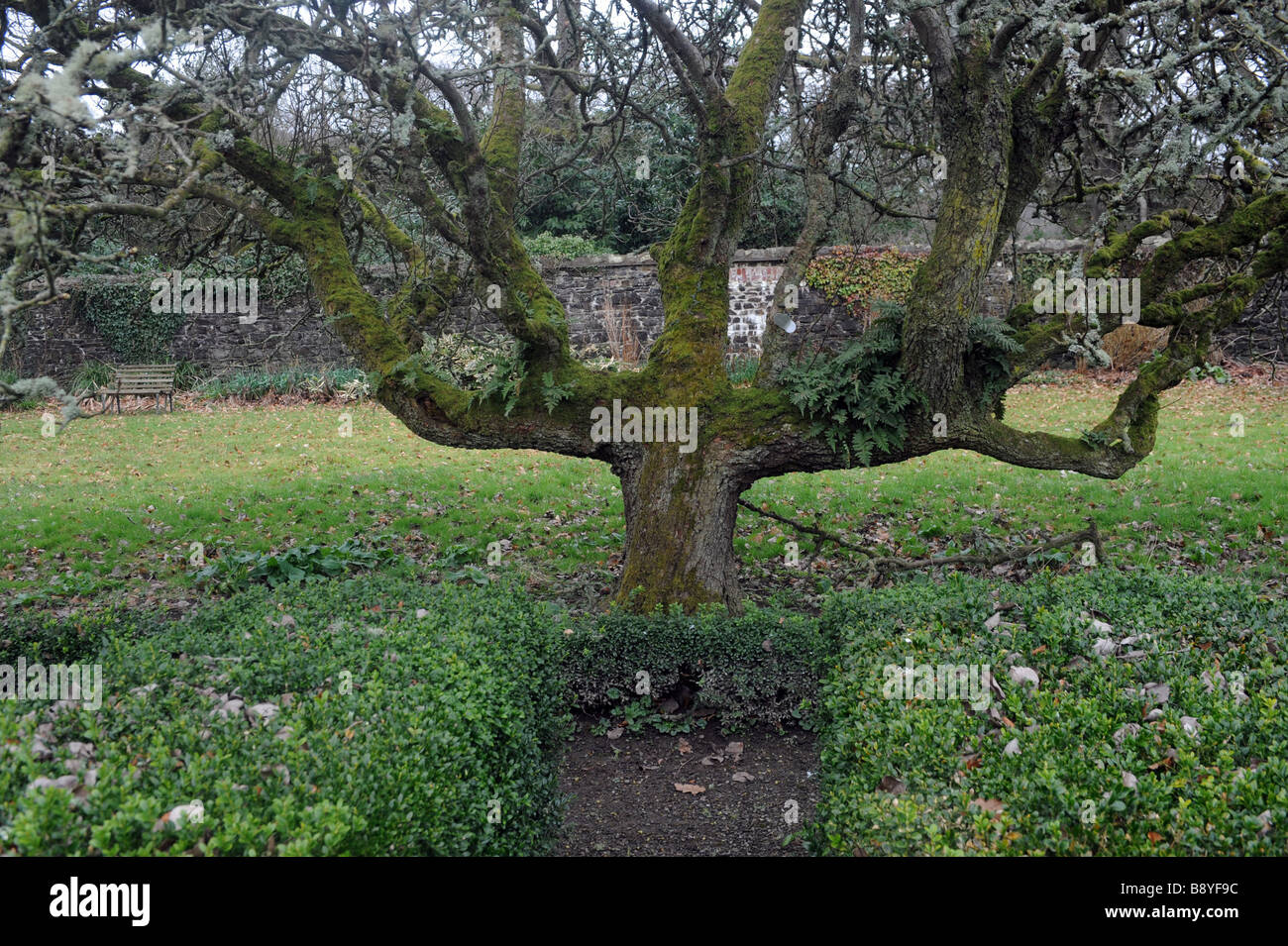 Famous welsh tree hi-res stock photography and images - Alamy
