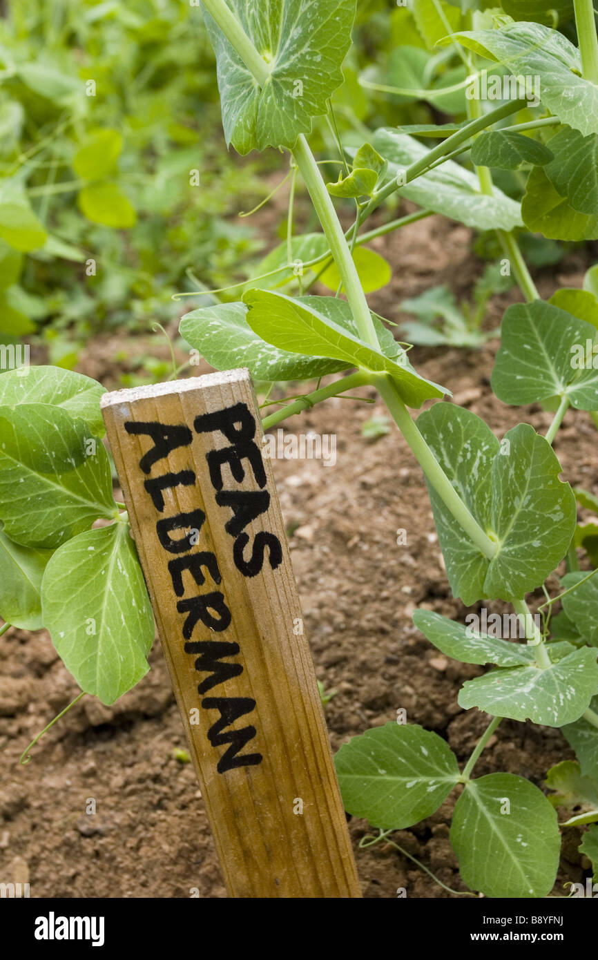 Chartism england hi-res stock photography and images - Alamy