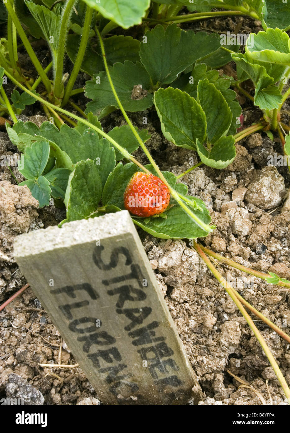 Chartism england hi-res stock photography and images - Alamy