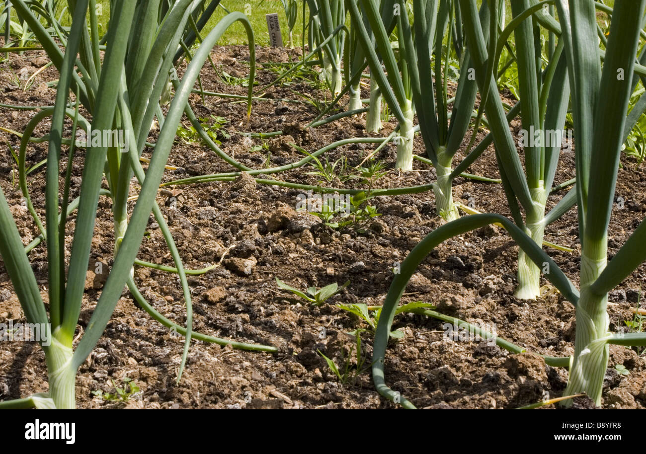 Chartism england hi-res stock photography and images - Alamy