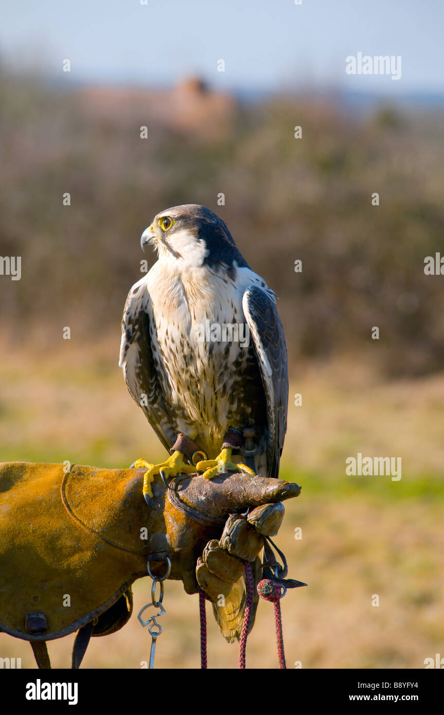Falcon,bird of prey Stock Photo - Alamy