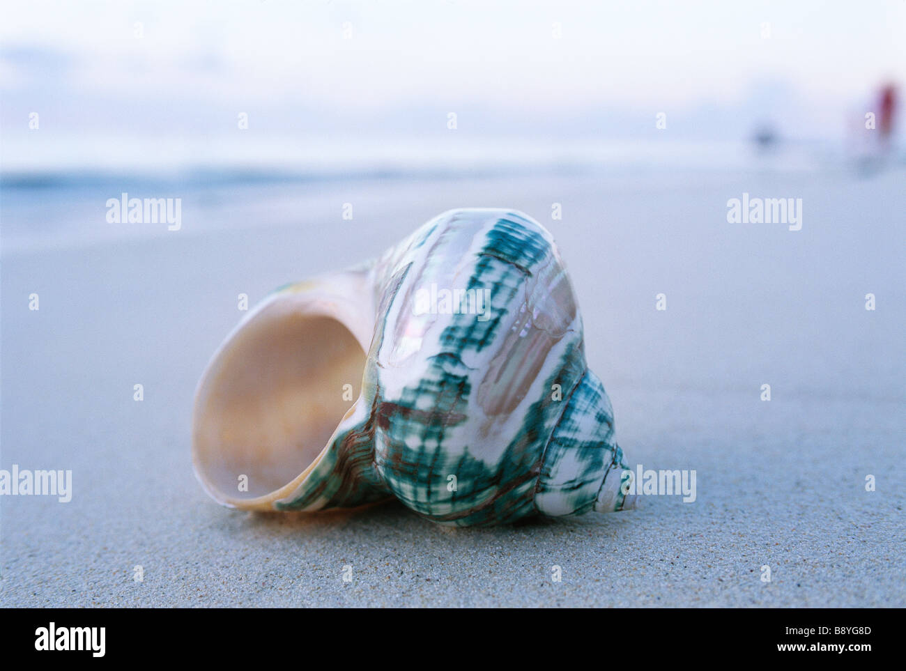 A shell on the beach Stock Photo - Alamy