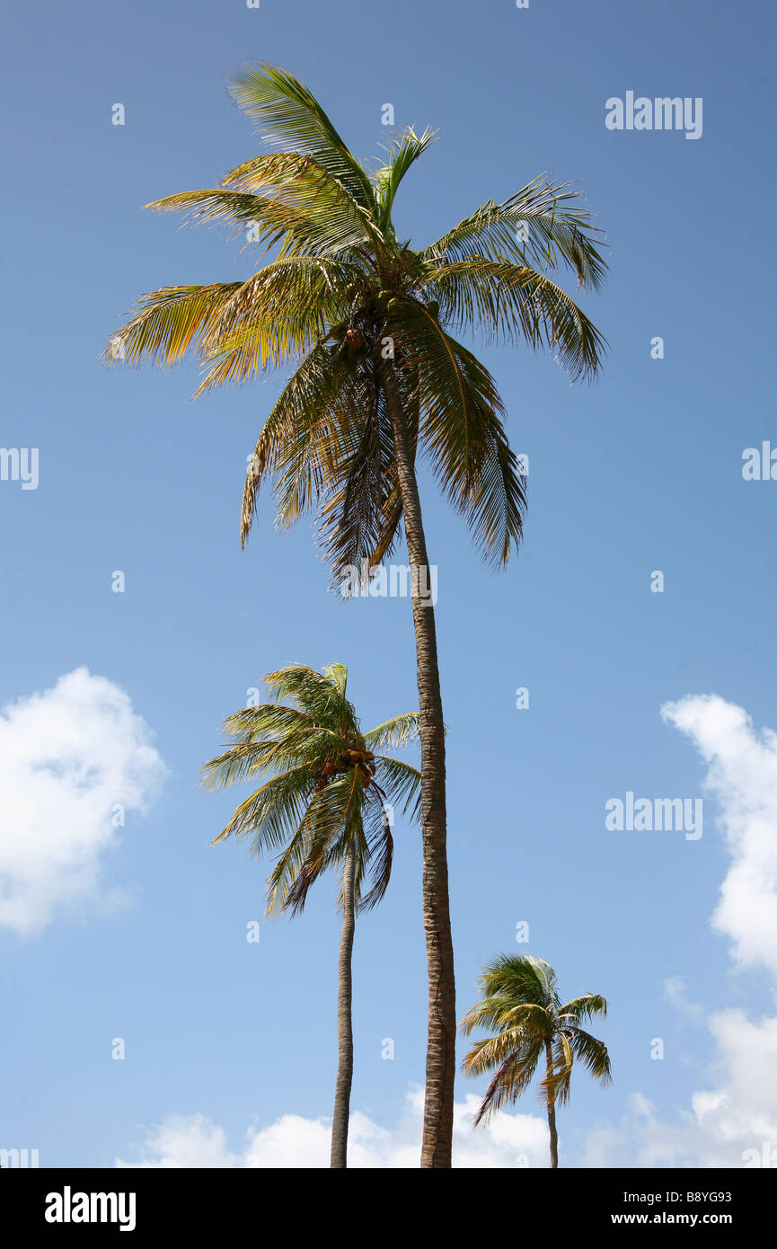 British palm trees hi-res stock photography and images - Alamy