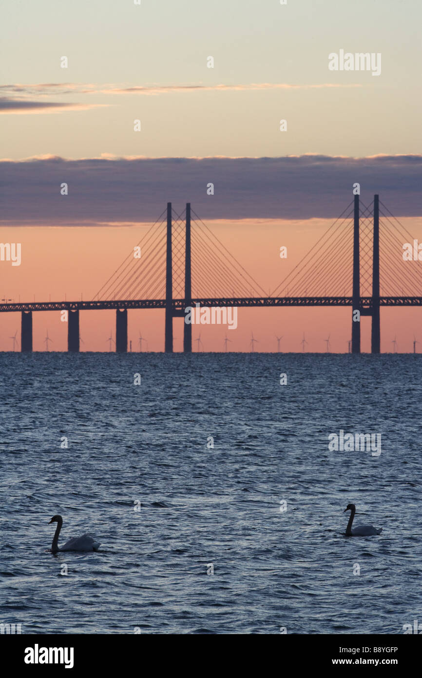 Swans in front of Oresundsbron in the sunset Sweden Stock Photo - Alamy