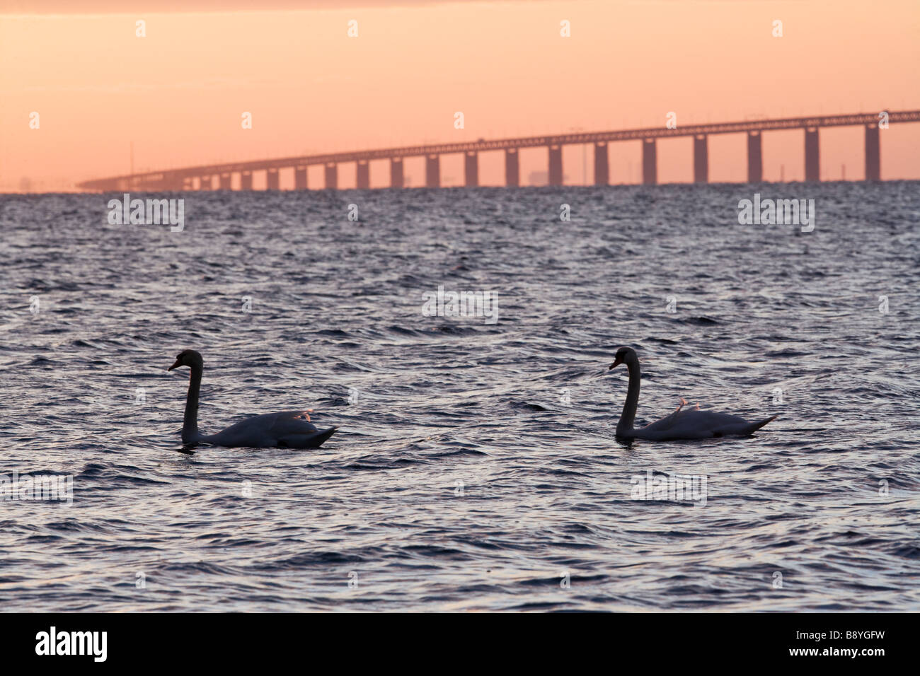 Swans in front of Oresundsbron in the sunset Sweden Stock Photo - Alamy