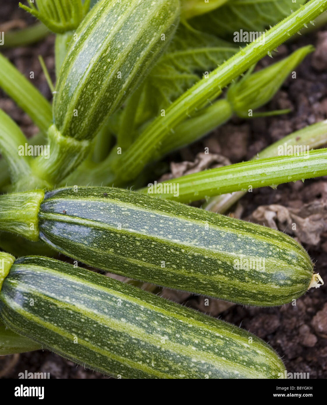 5032 hi-res stock photography and images - Alamy