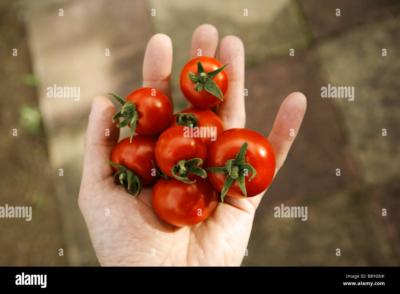 Hand picked tomatoes hi-res stock photography and images - Alamy