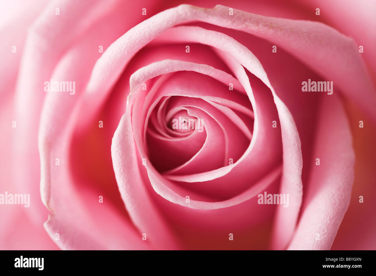 Rose from above hi-res stock photography and images - Alamy