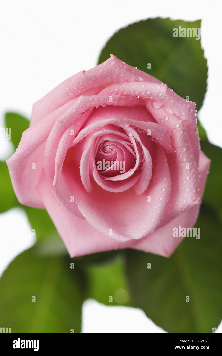 A pink rose close-up Sweden Stock Photo - Alamy