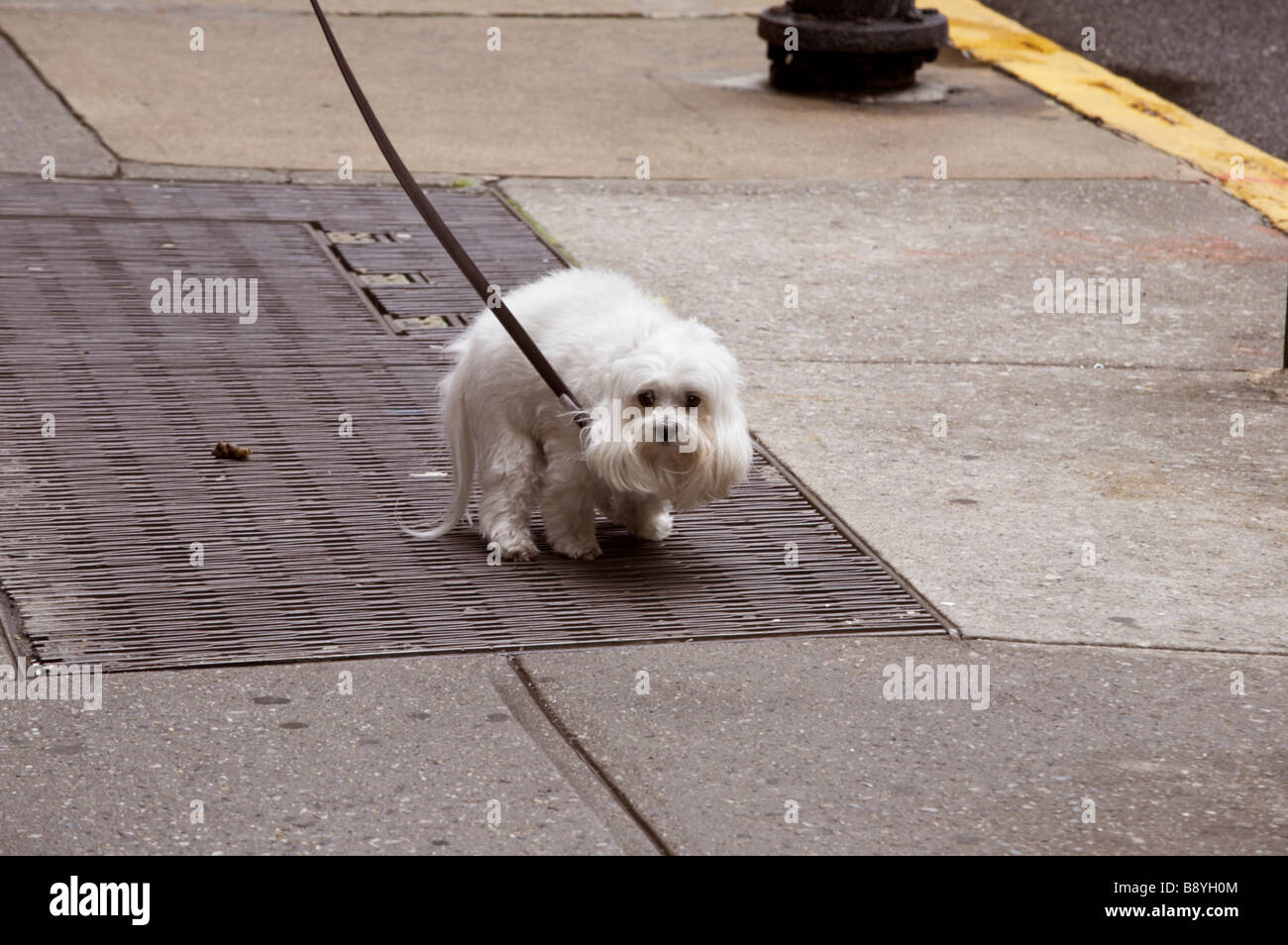 A day in the life of a street dog hi-res stock photography and images ...