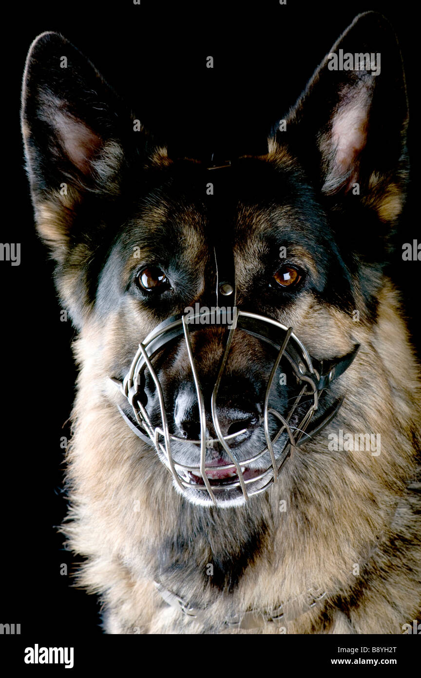 German Shepherd Titanium Teeth