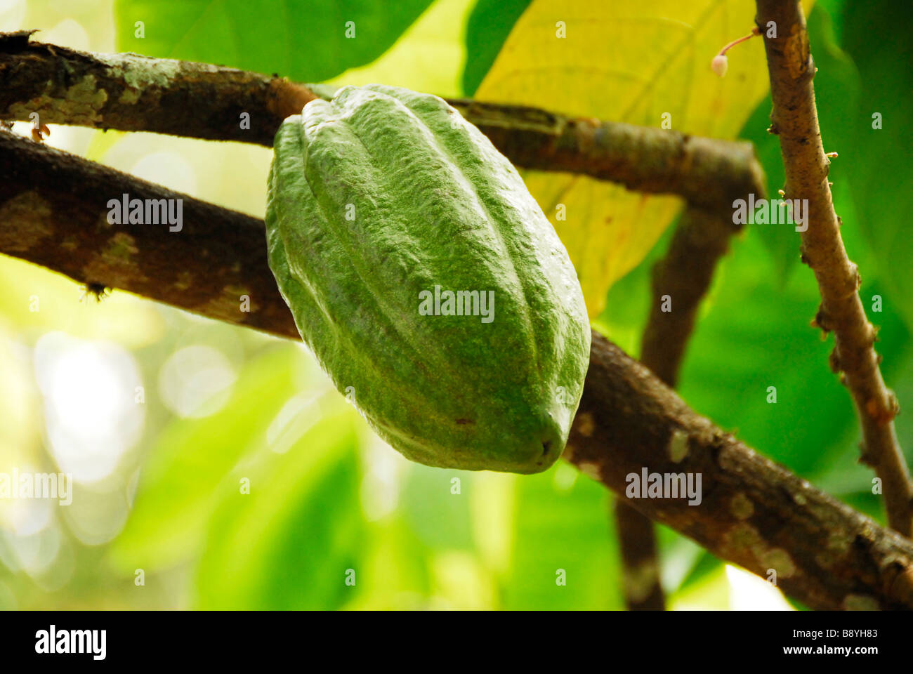 Coco fruit hi-res stock photography and images - Alamy