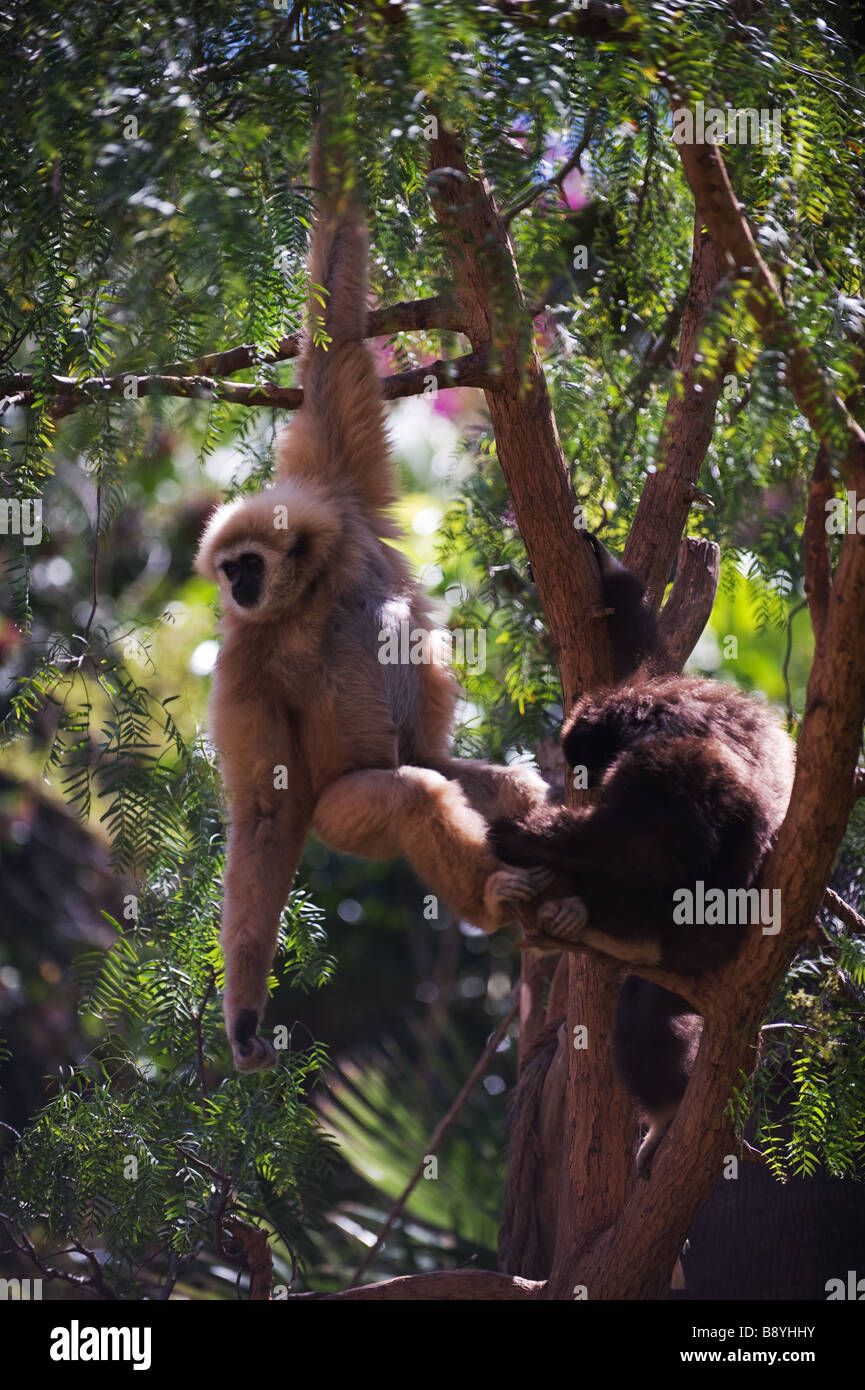 Monkey swinging on branch hi-res stock photography and images - Alamy