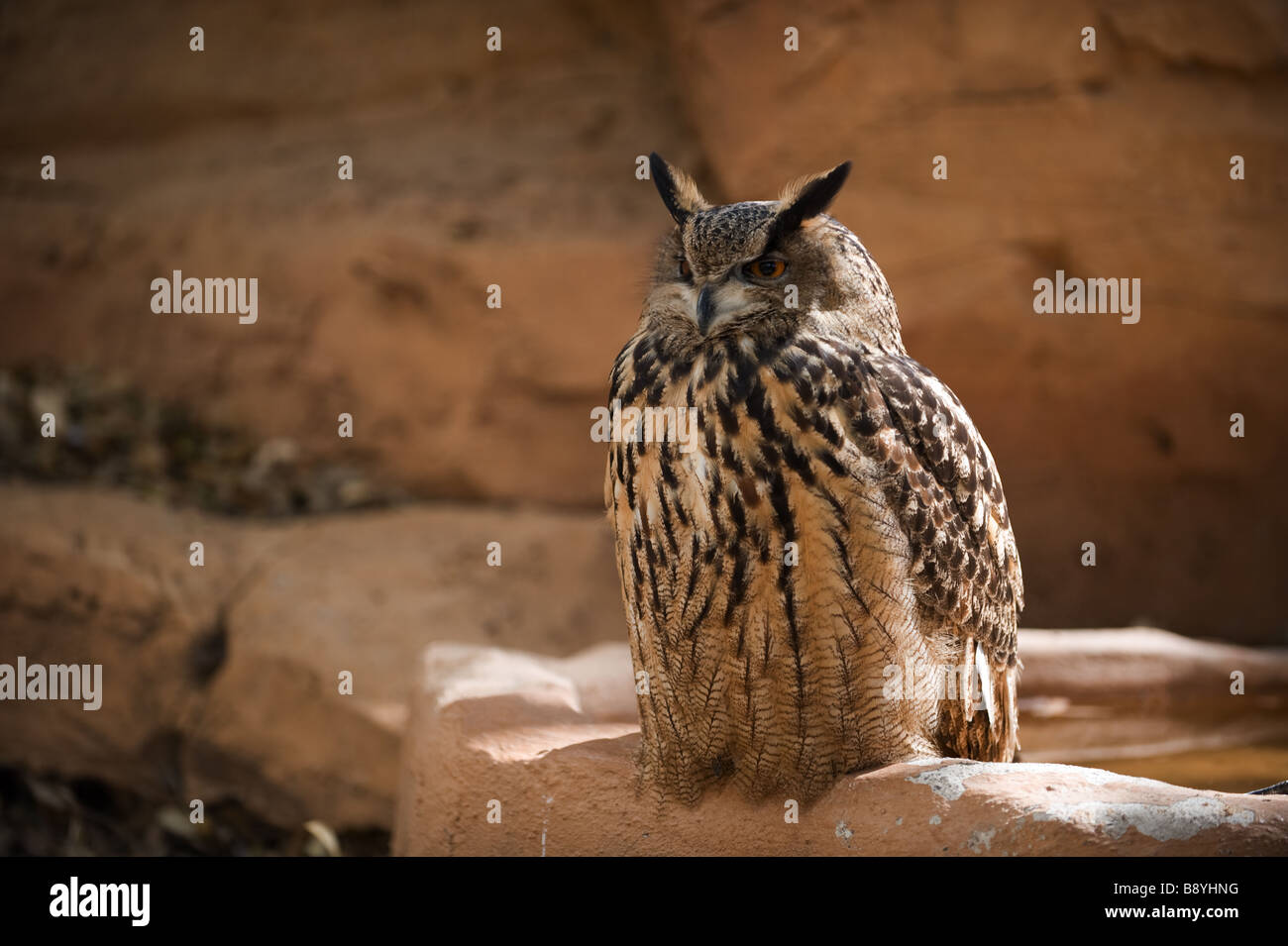 Rock Eagle Owl Stock Photo - Alamy