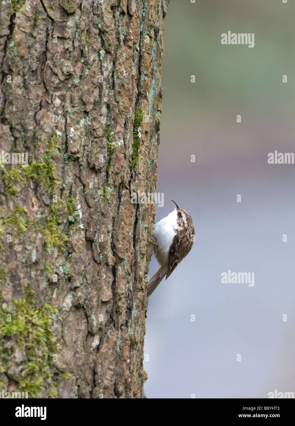 Eurasian treecreeper bird uk hi-res stock photography and images - Alamy