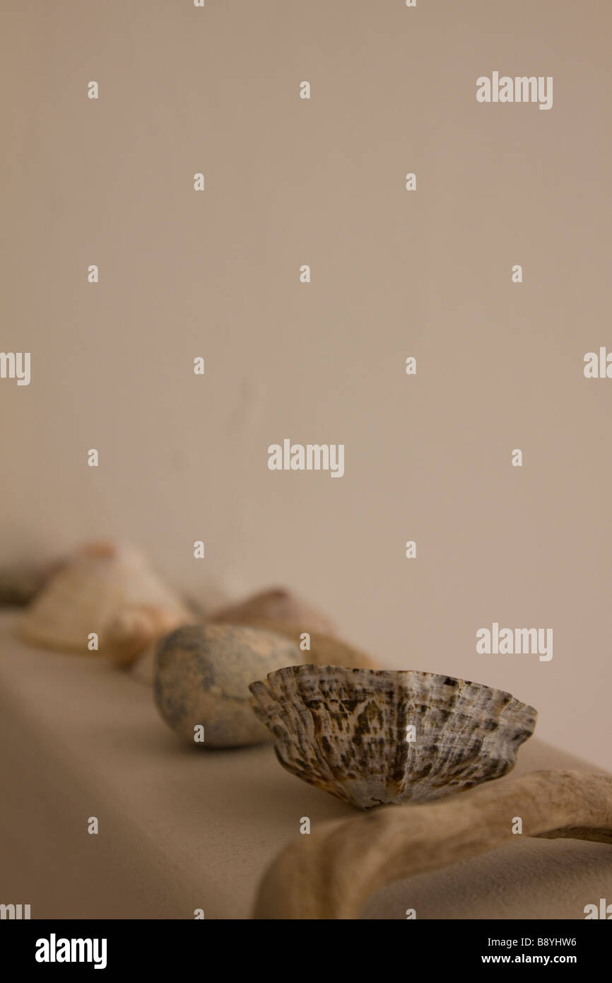 Seashells grouped together on a wall Stock Photo - Alamy