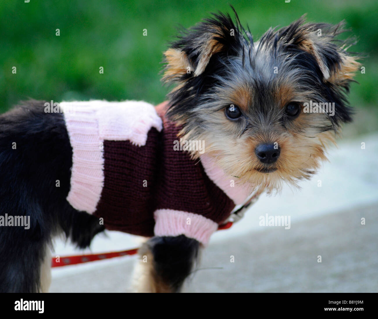 A Yorkshire Terrier puppy wearing a sweater Stock Photo - Alamy