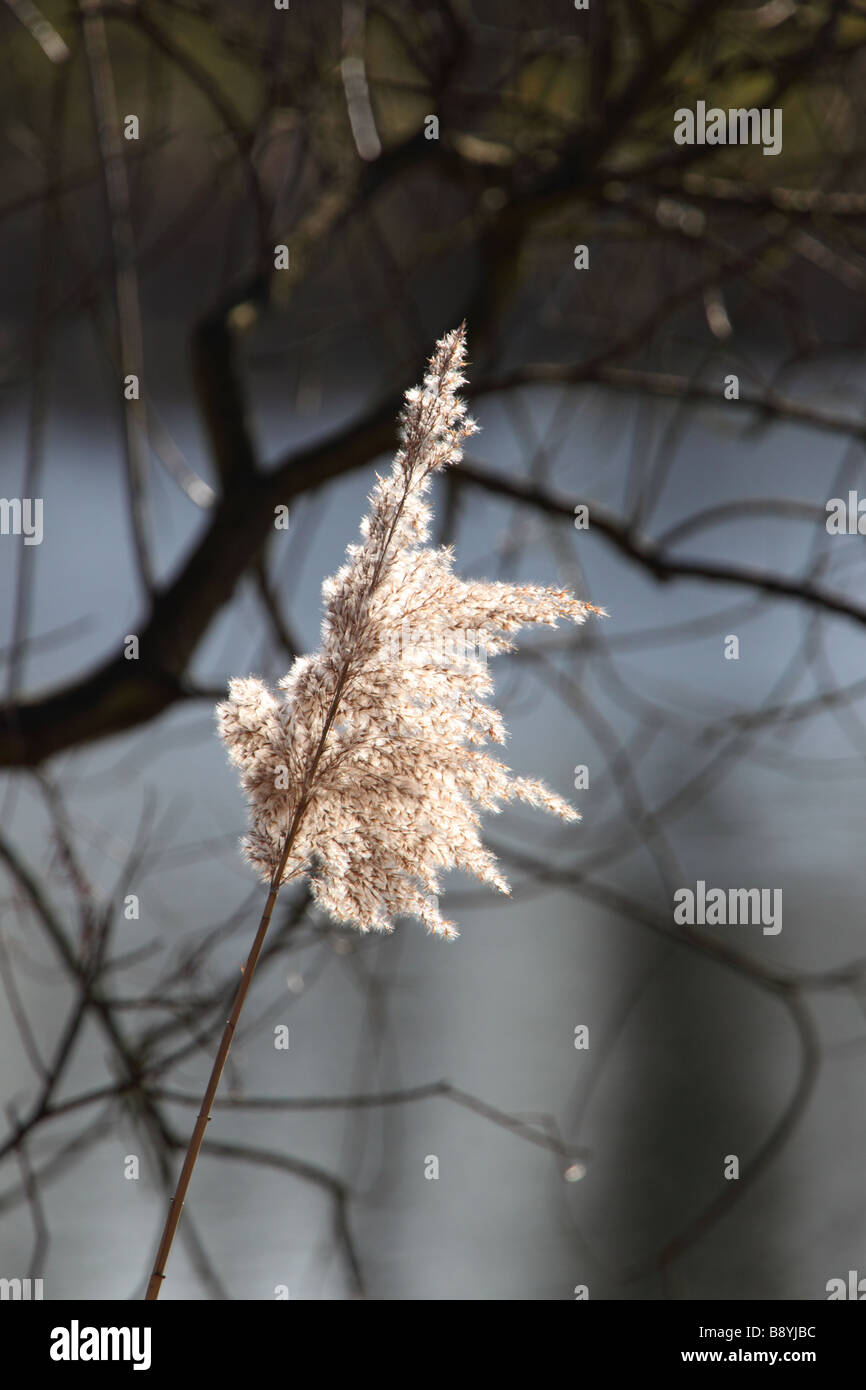 Water reed hi-res stock photography and images - Alamy