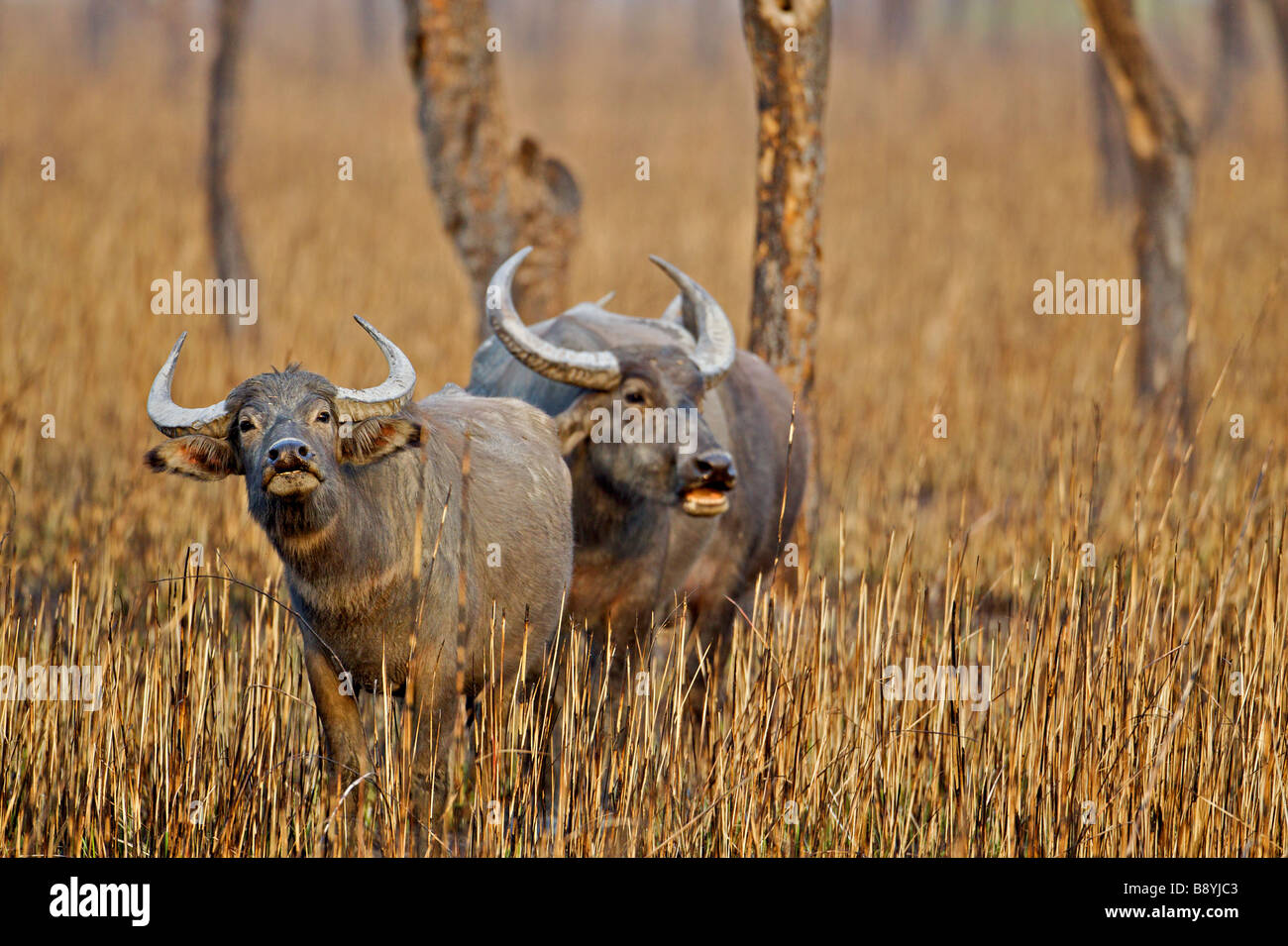 Asiatic water buffalo of india hi-res stock photography and images - Alamy