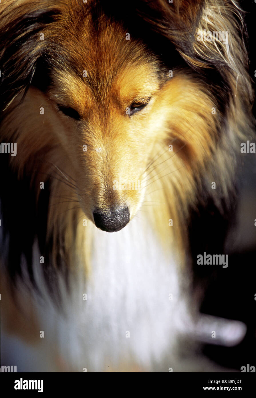 Sad sheepdog hi-res stock photography and images - Alamy