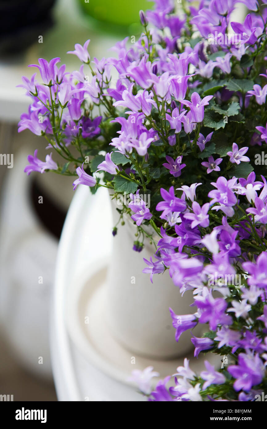 Flowers in a pot close-up Stock Photo - Alamy