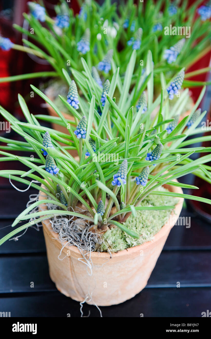 Flowers in a pot close-up Stock Photo - Alamy