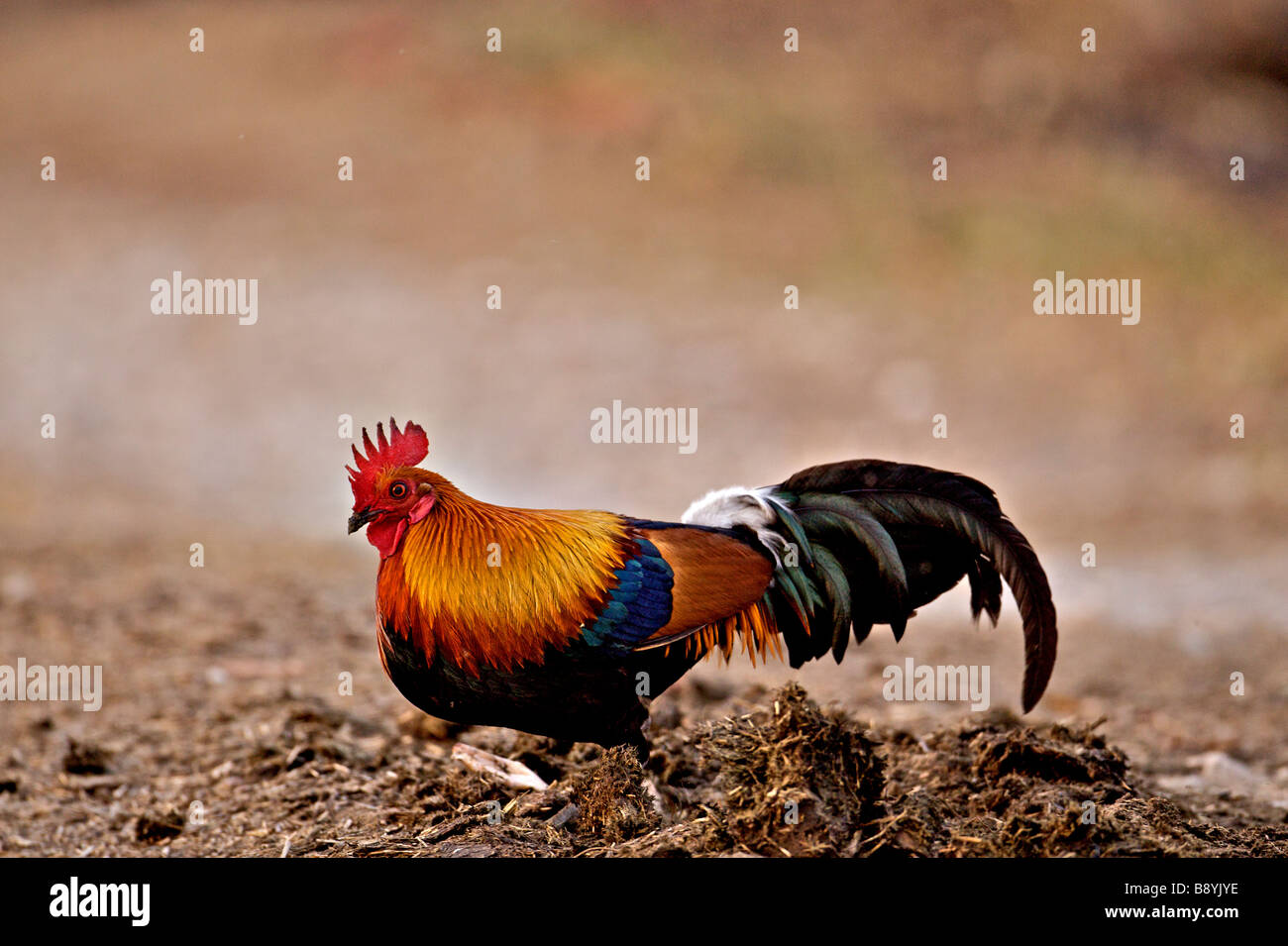 Red Jungle fowl Gallus gallus male feeding in a Rhino dung pile in ...
