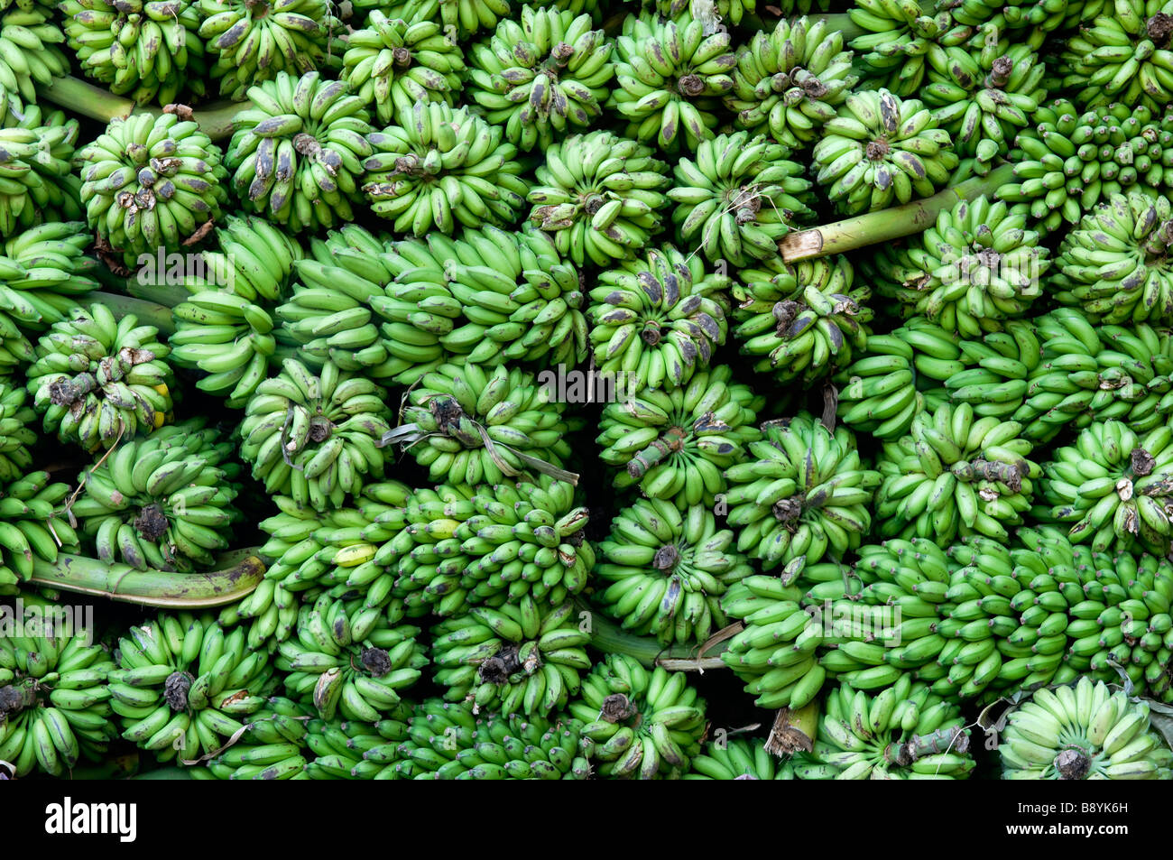 Lots of bananas hi-res stock photography and images - Alamy