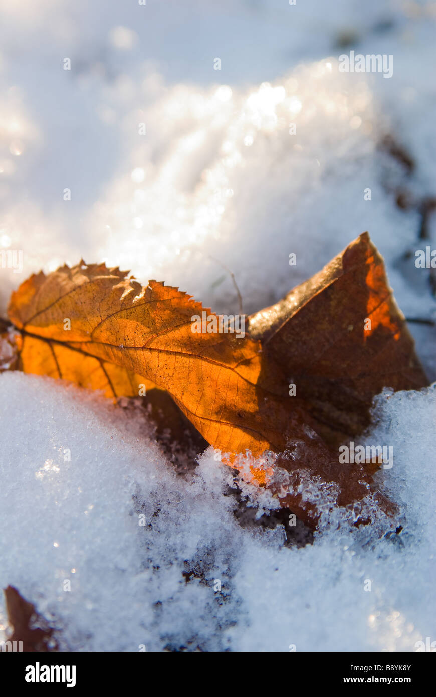 leave in snow Stock Photo - Alamy