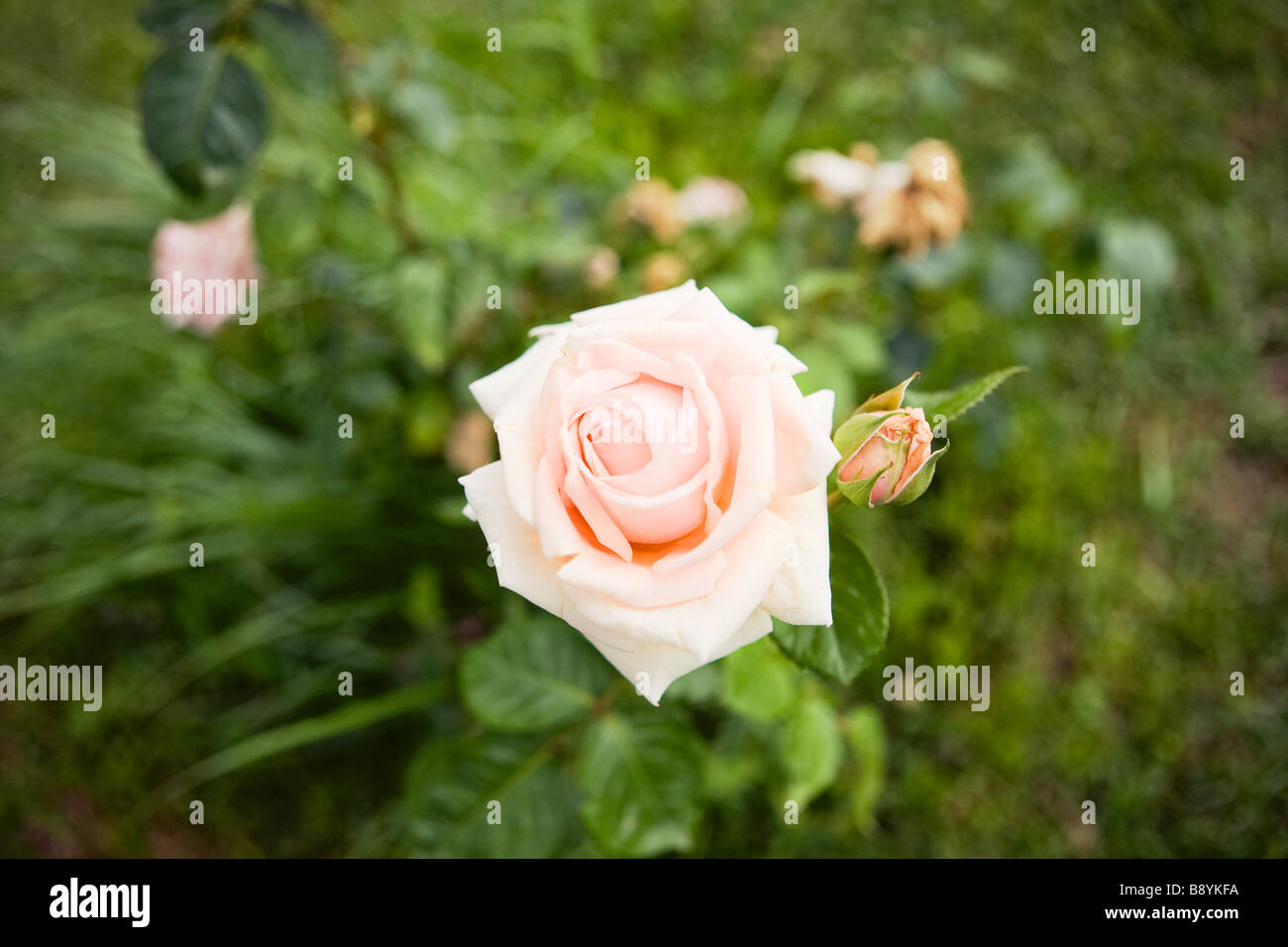 Rome rose garden hi-res stock photography and images - Alamy