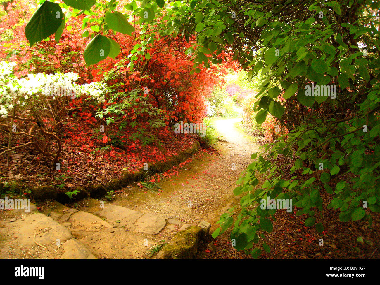 plant covered pathway leading down towards light Stock Photo - Alamy