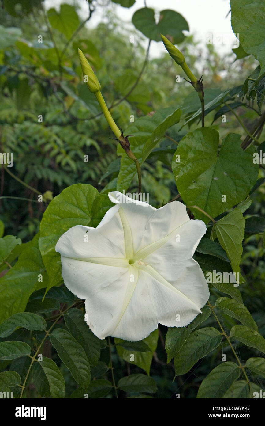 Nepali national flower hi-res stock photography and images - Alamy