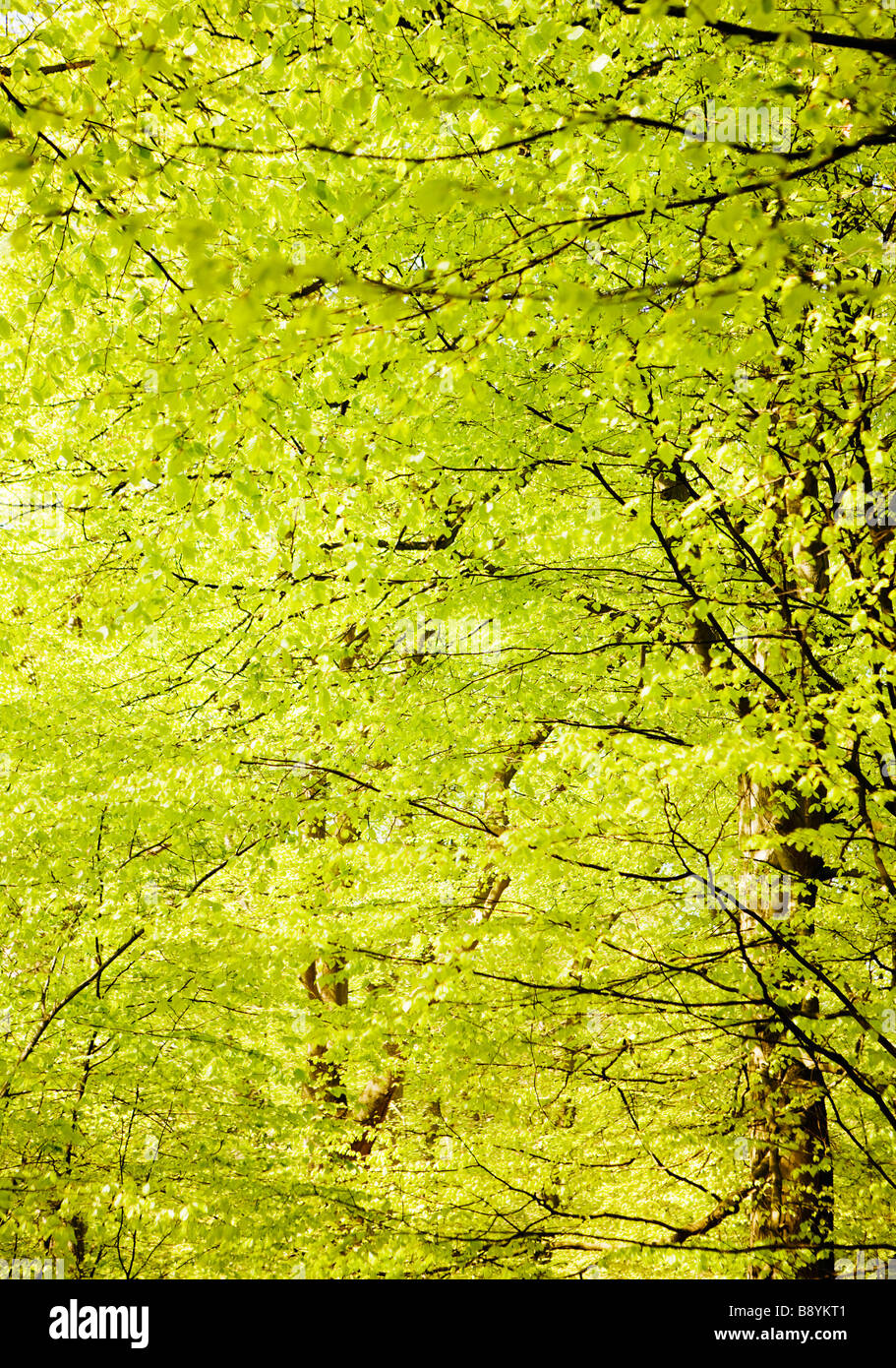Spring beech colours hi-res stock photography and images - Alamy